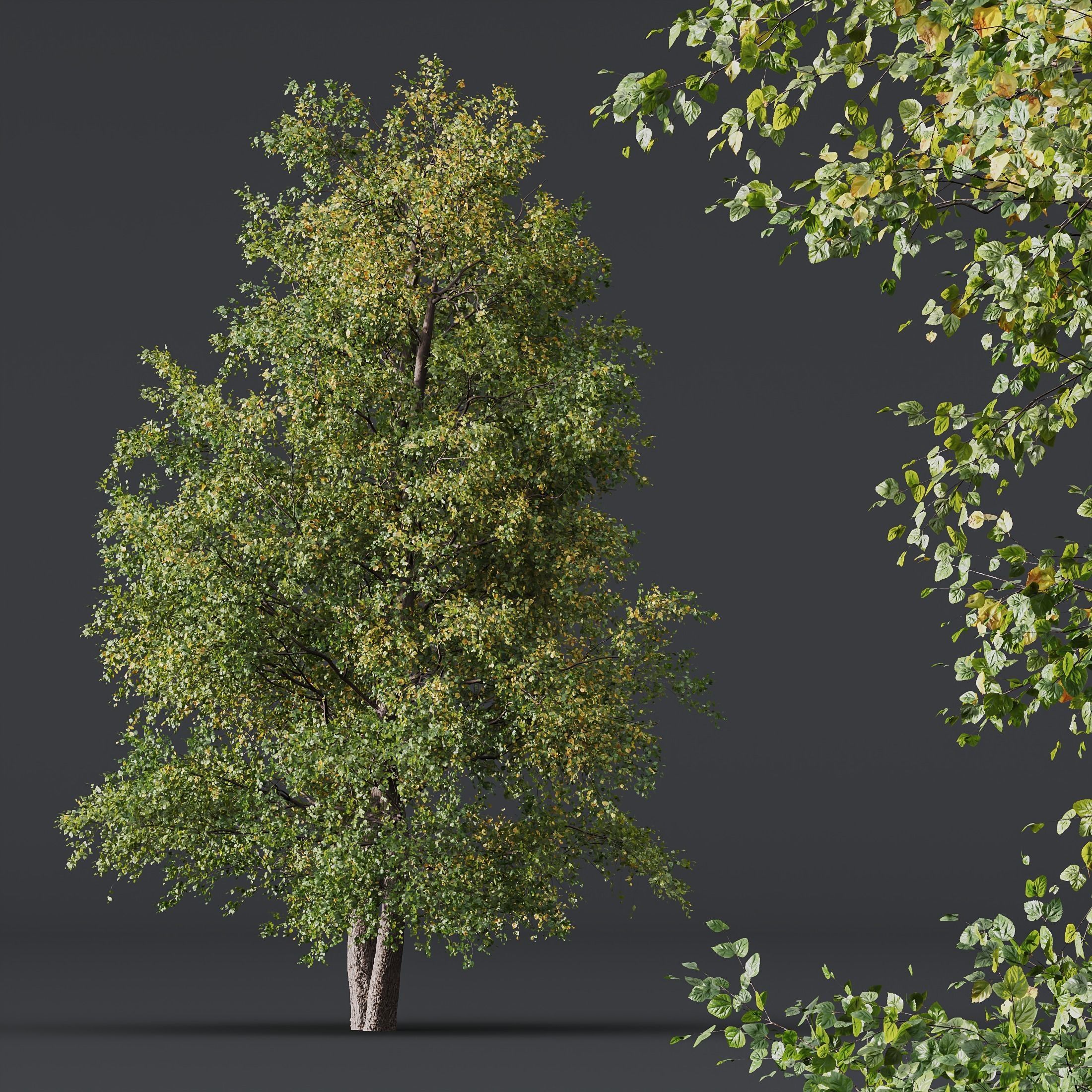 HQ Plants Alnus glutinosa 3D model | CGTrader