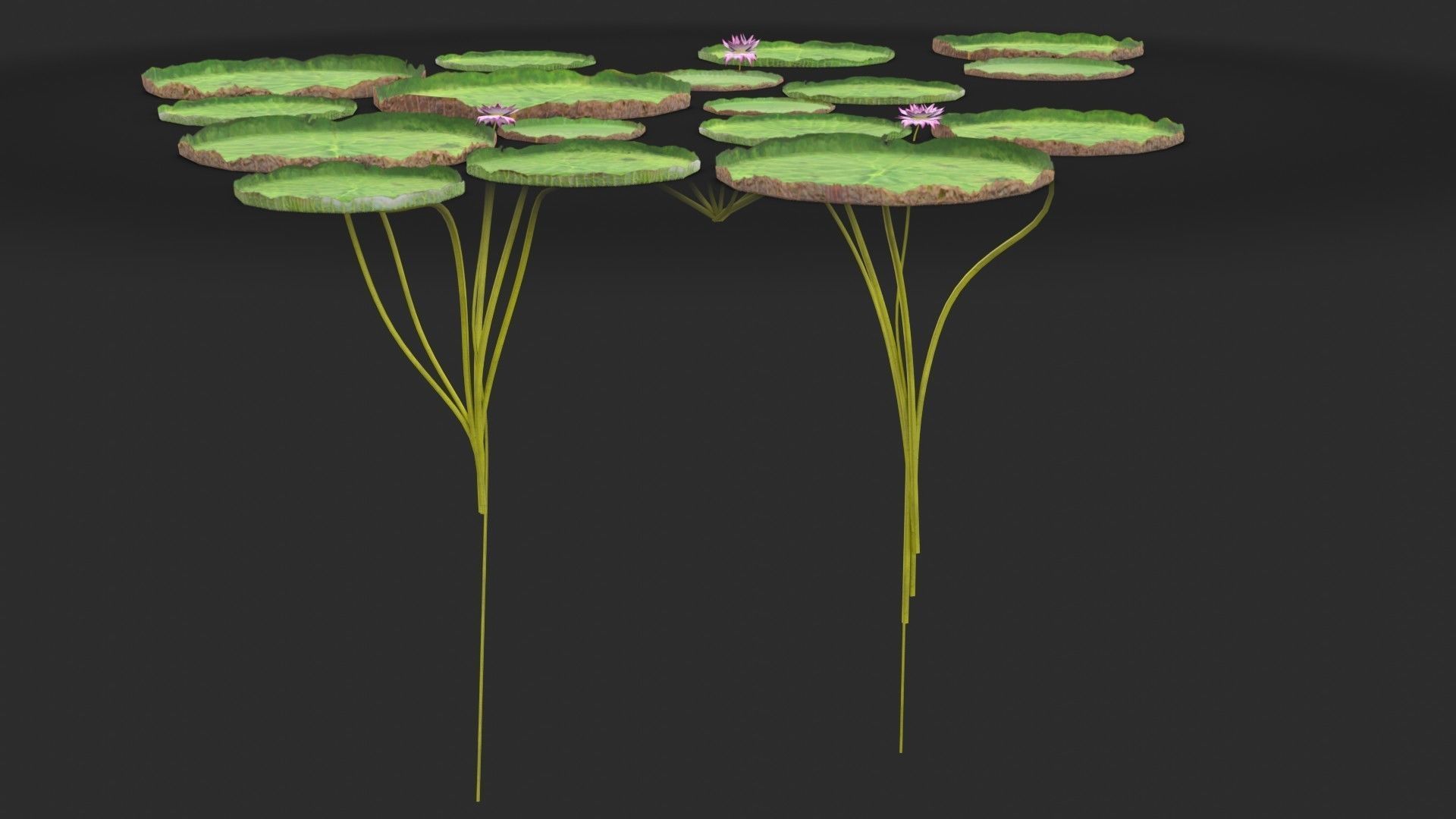 3D model Modular Giant Water Lily VR / AR / low-poly | CGTrader