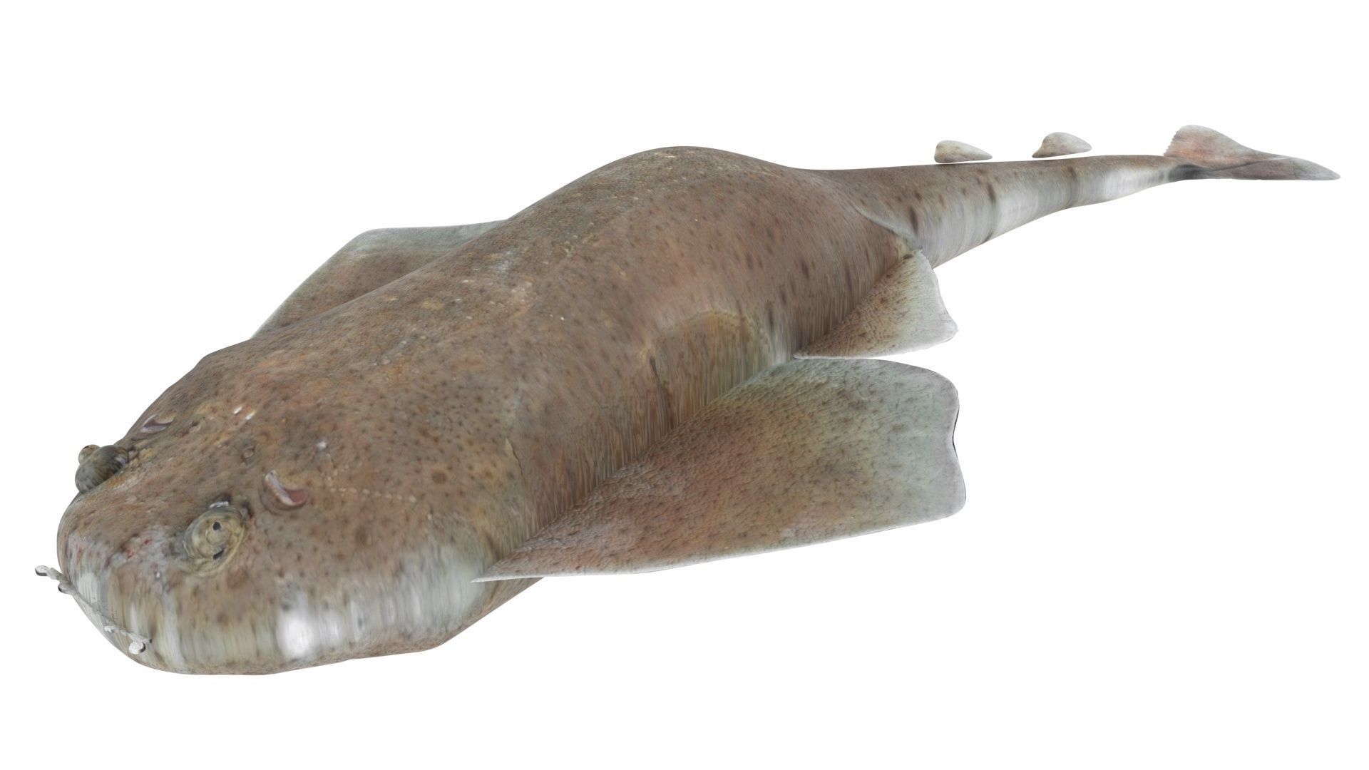 Angel Shark 3D model | CGTrader