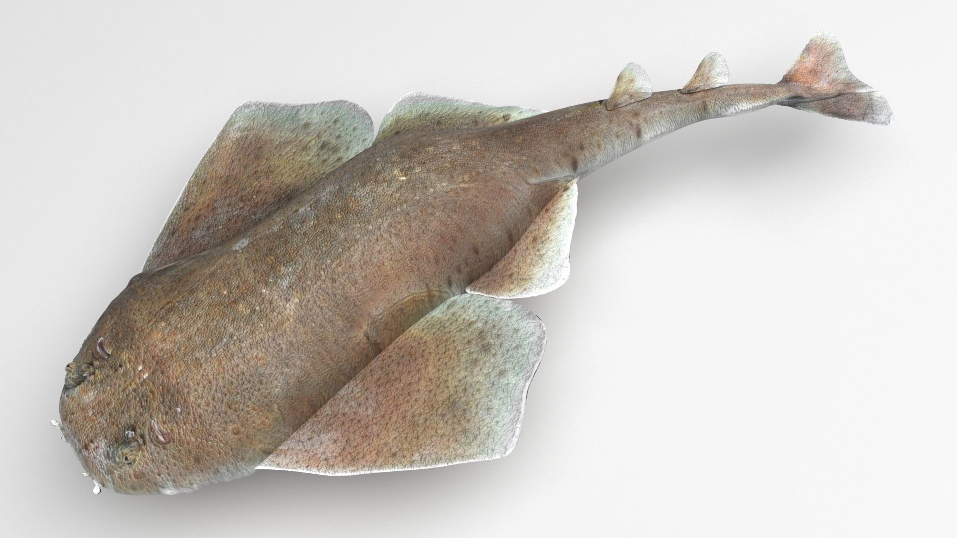 Angel Shark 3D model | CGTrader