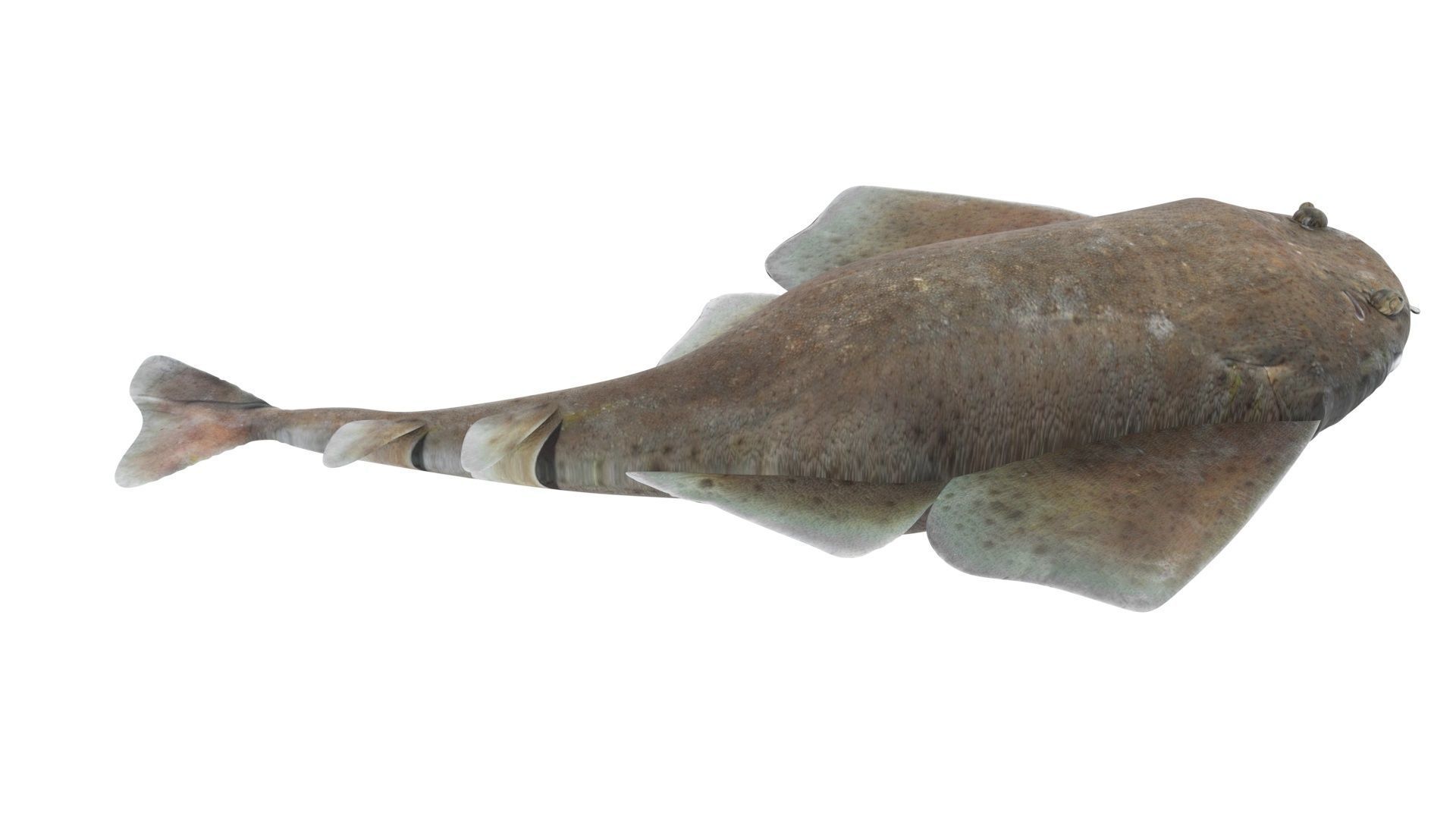 Angel Shark 3D model | CGTrader