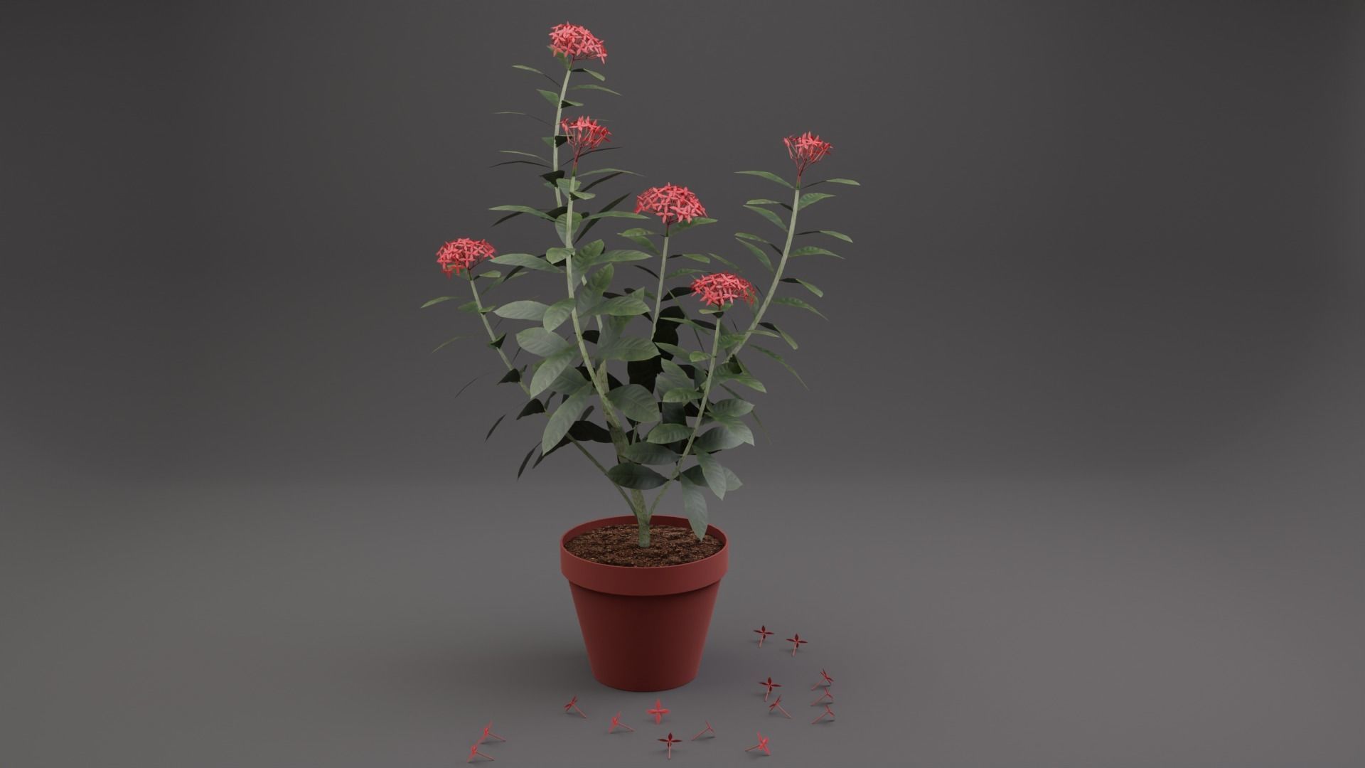 3D model Ixora Plant VR / AR / low-poly | CGTrader
