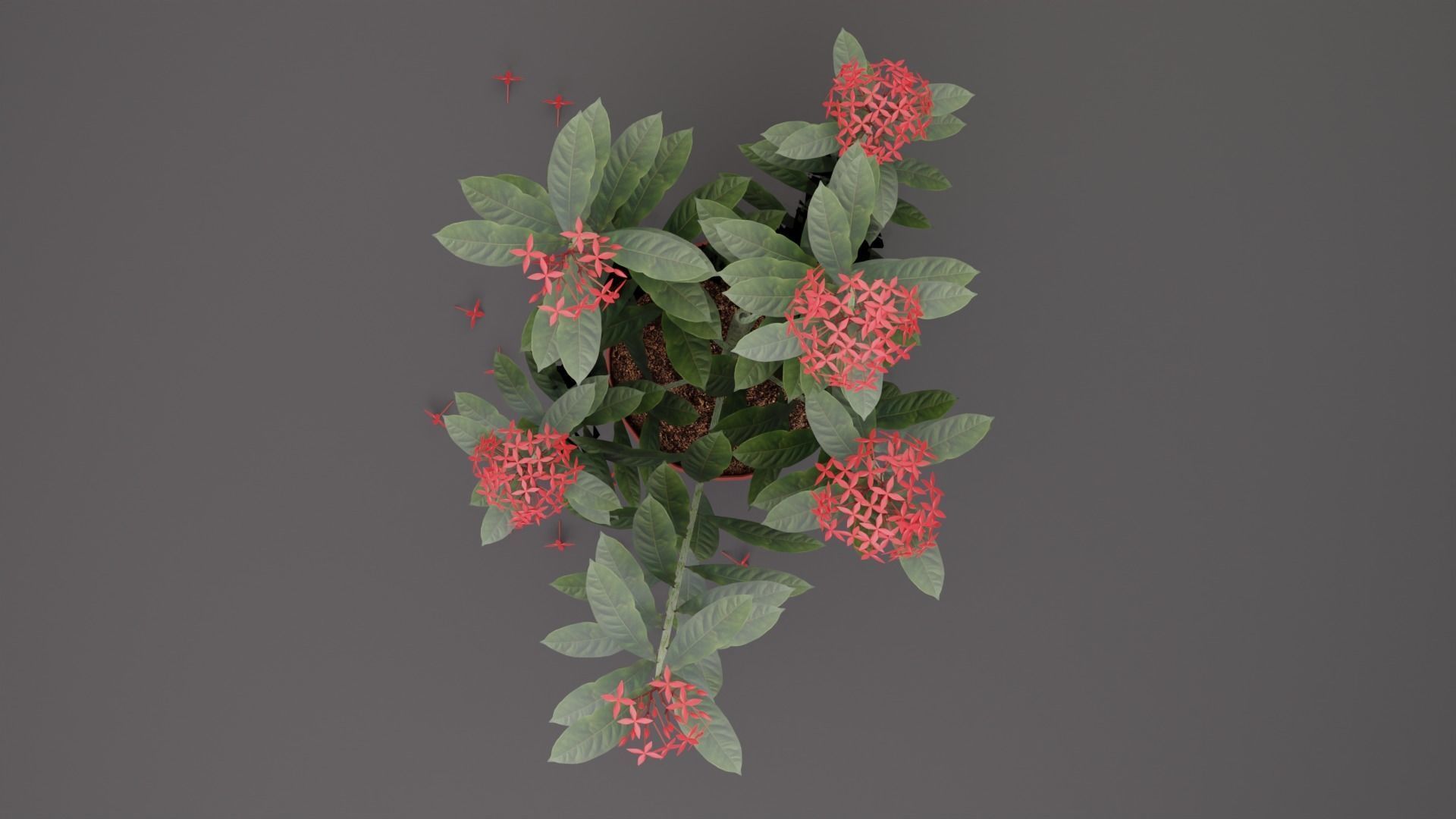 3D model Ixora Plant VR / AR / low-poly | CGTrader