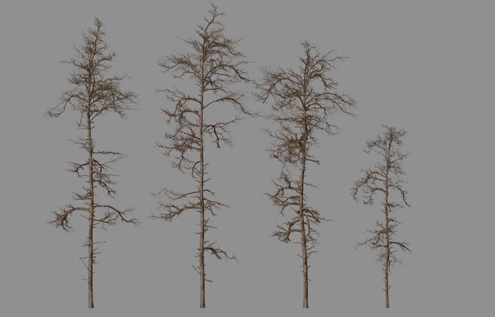33 high-quality Pine Trees 3D model | CGTrader