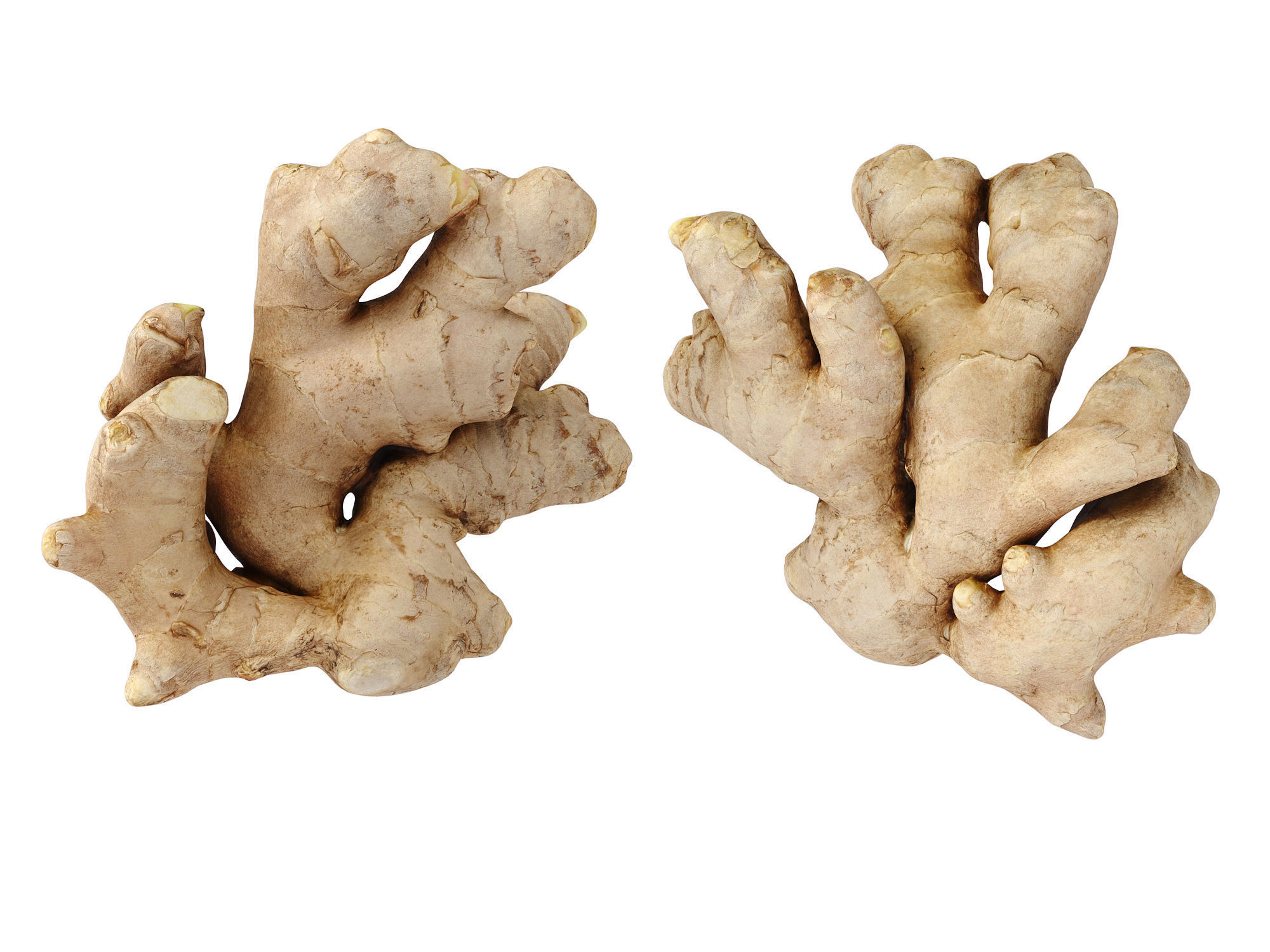 Ginger 3D model | CGTrader