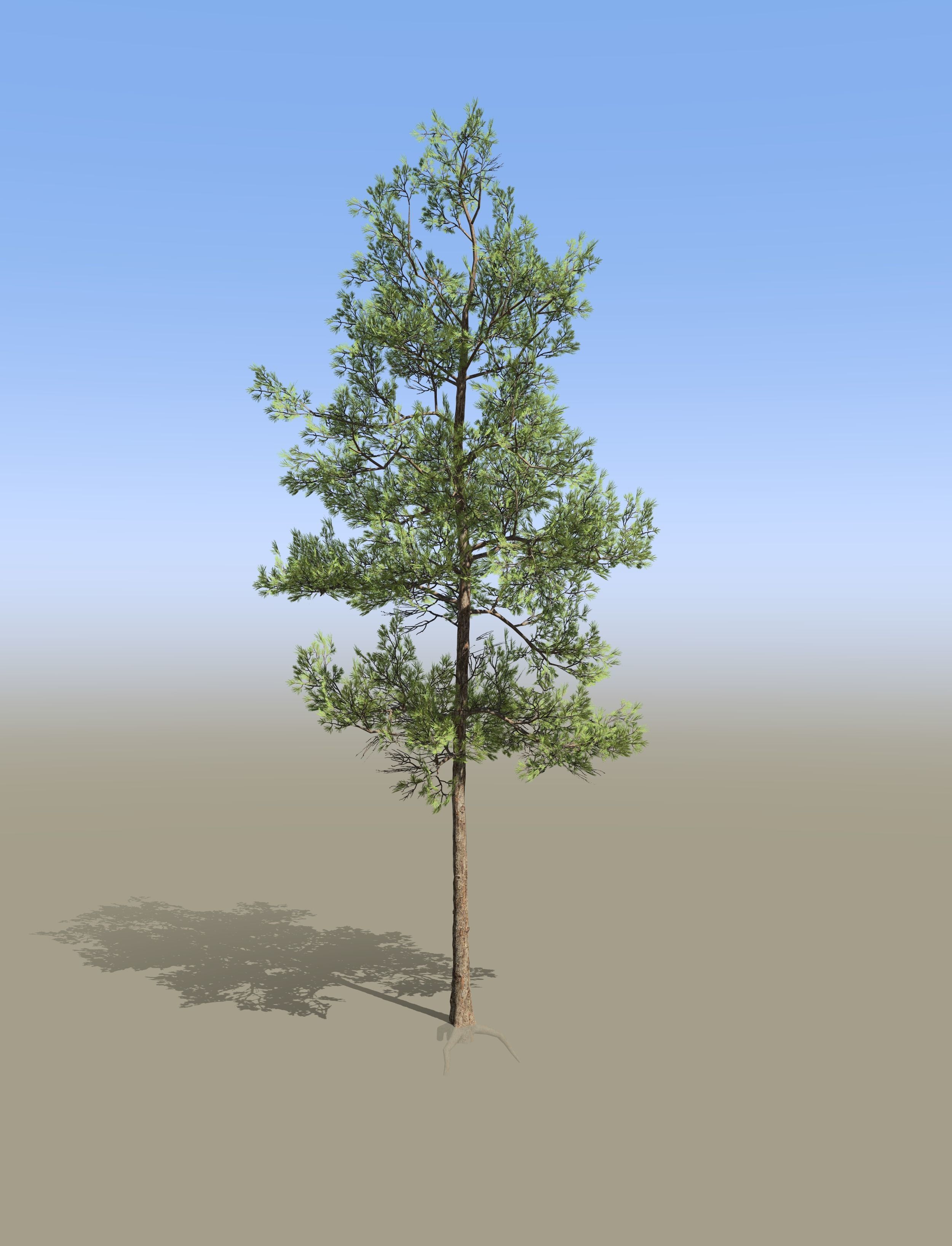 Pine tree 13metres 3D model | CGTrader