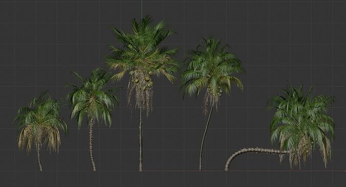 5 High quality Coconut Tree Pack 3D model | CGTrader