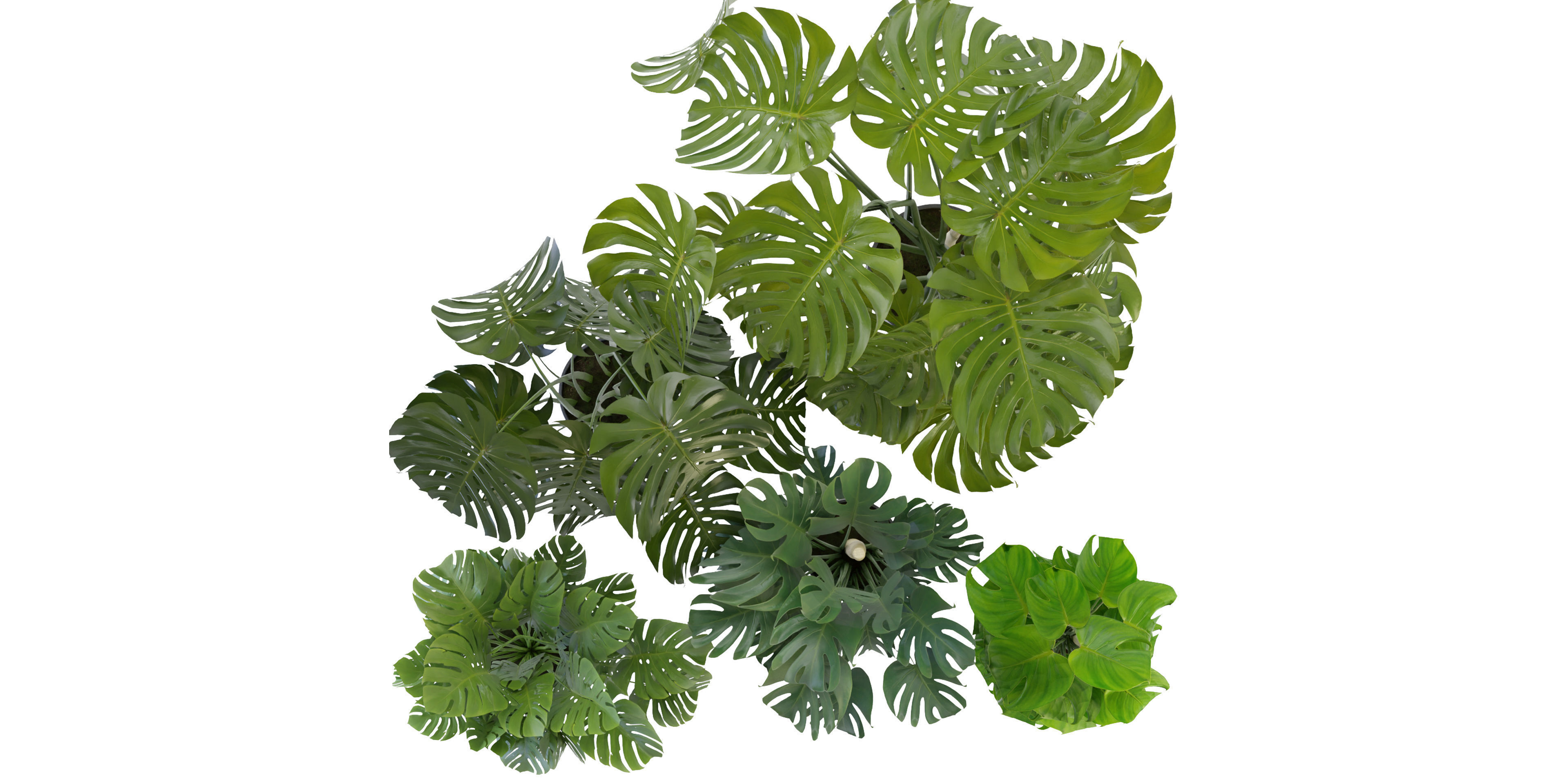 Collection plant vol 264 - blender model 3D model | CGTrader