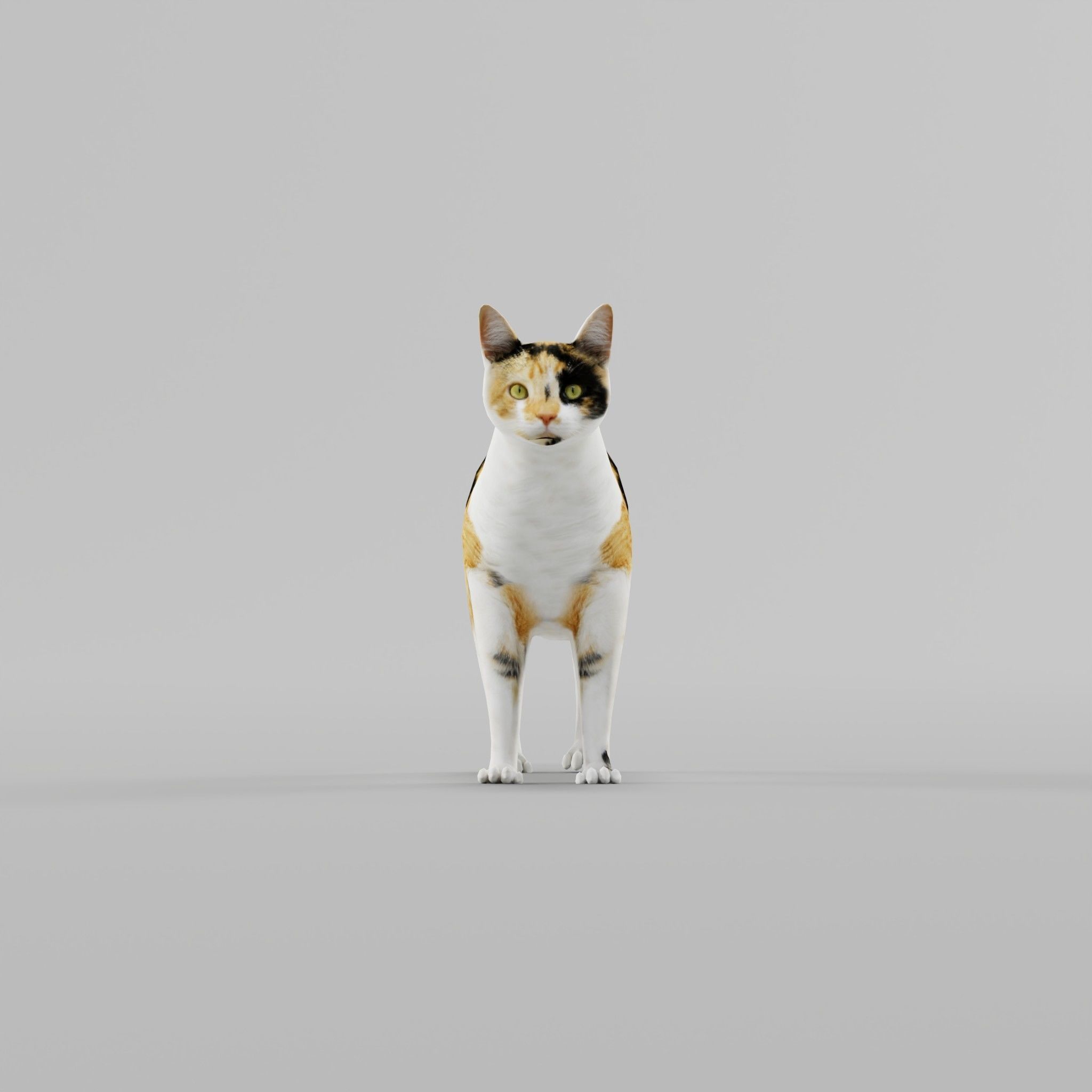 Calico Cat 3D model animated rigged | CGTrader