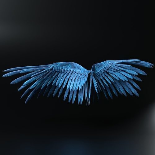 Feather Wings 3D model animated rigged | CGTrader