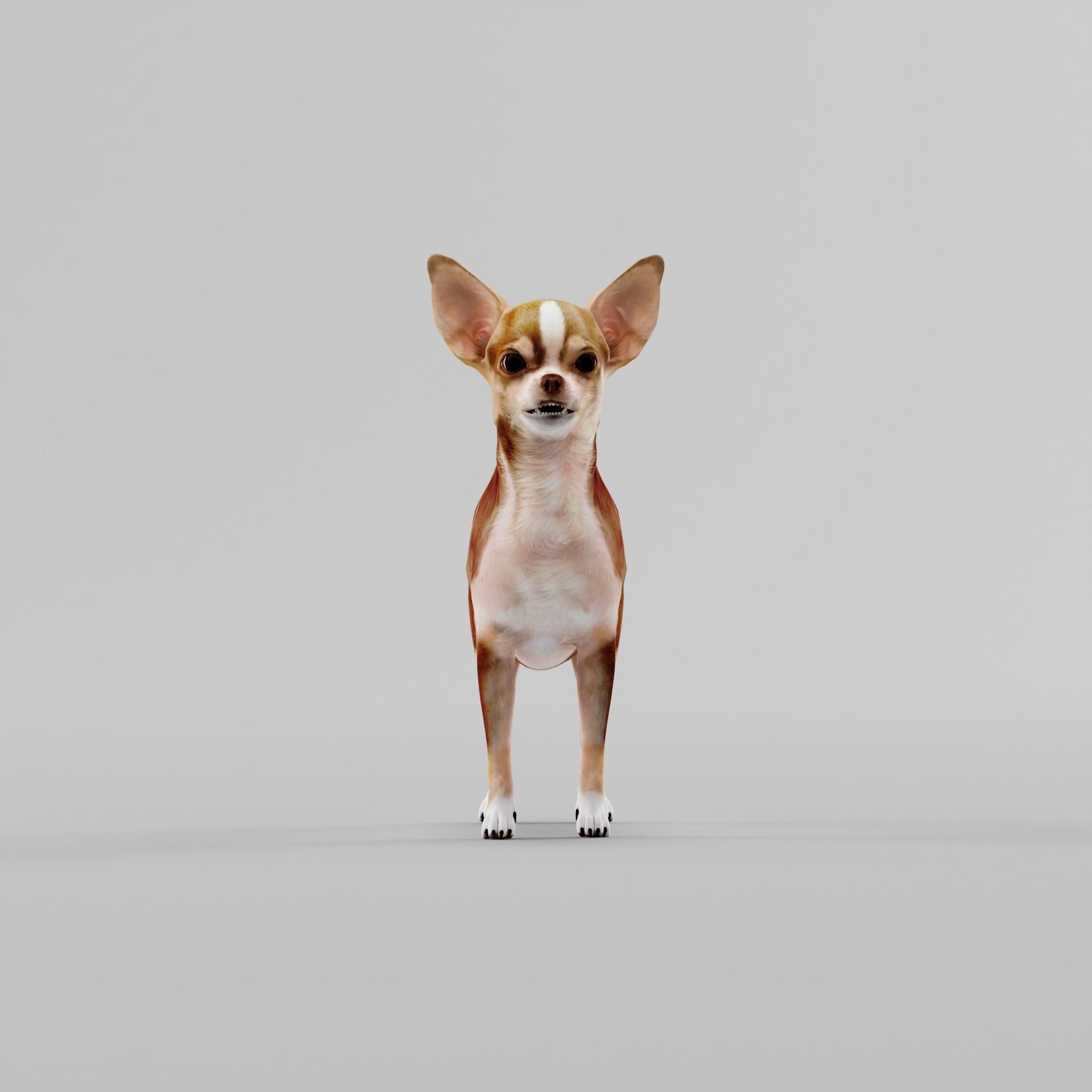 Chihuahua Game Ready 3D model animated rigged | CGTrader