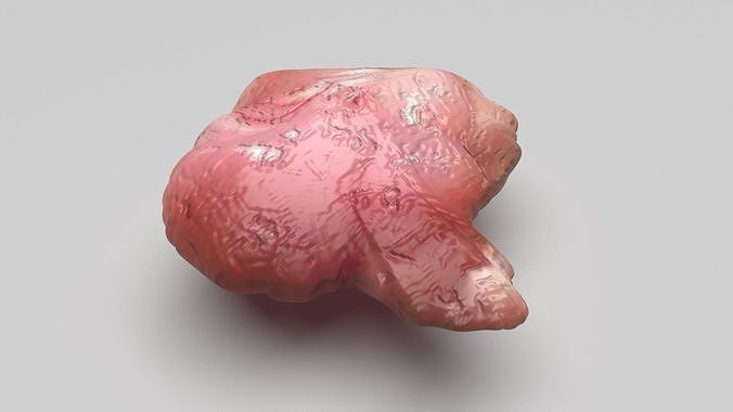Chicken Brain 3D model | CGTrader