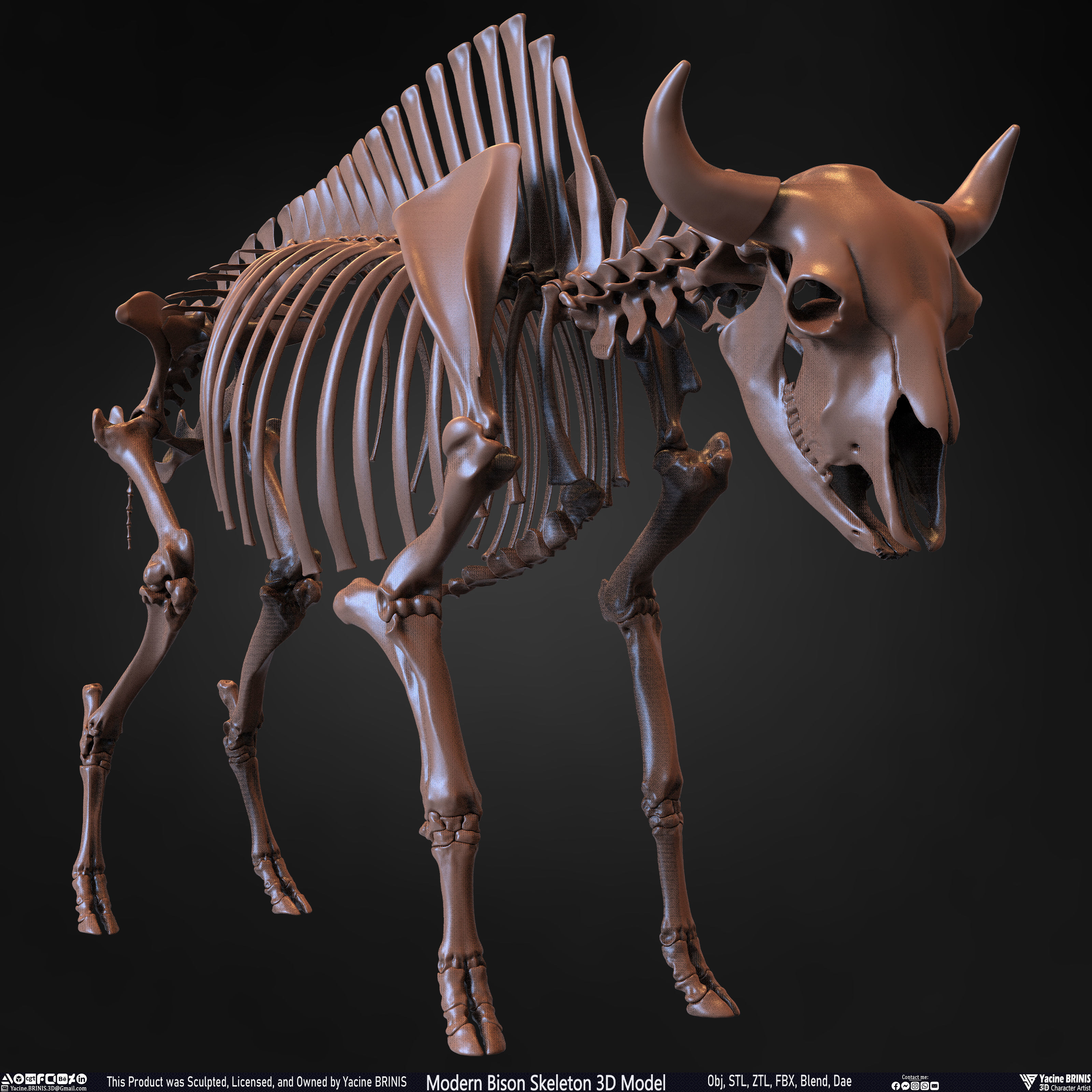 3D model Modern Bison Skeleton 3D Model VR / AR / low-poly | CGTrader