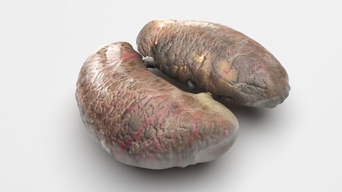 Chicken Kidneys 3D model | CGTrader