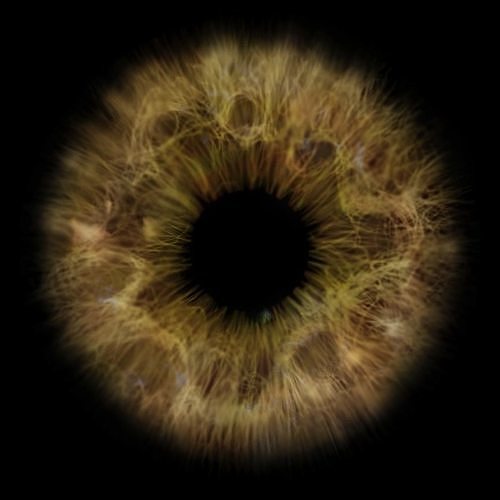 Eye model free VR / AR / low-poly 3D model | CGTrader