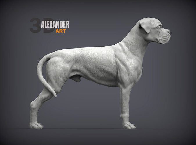 Gray Boxer Dog