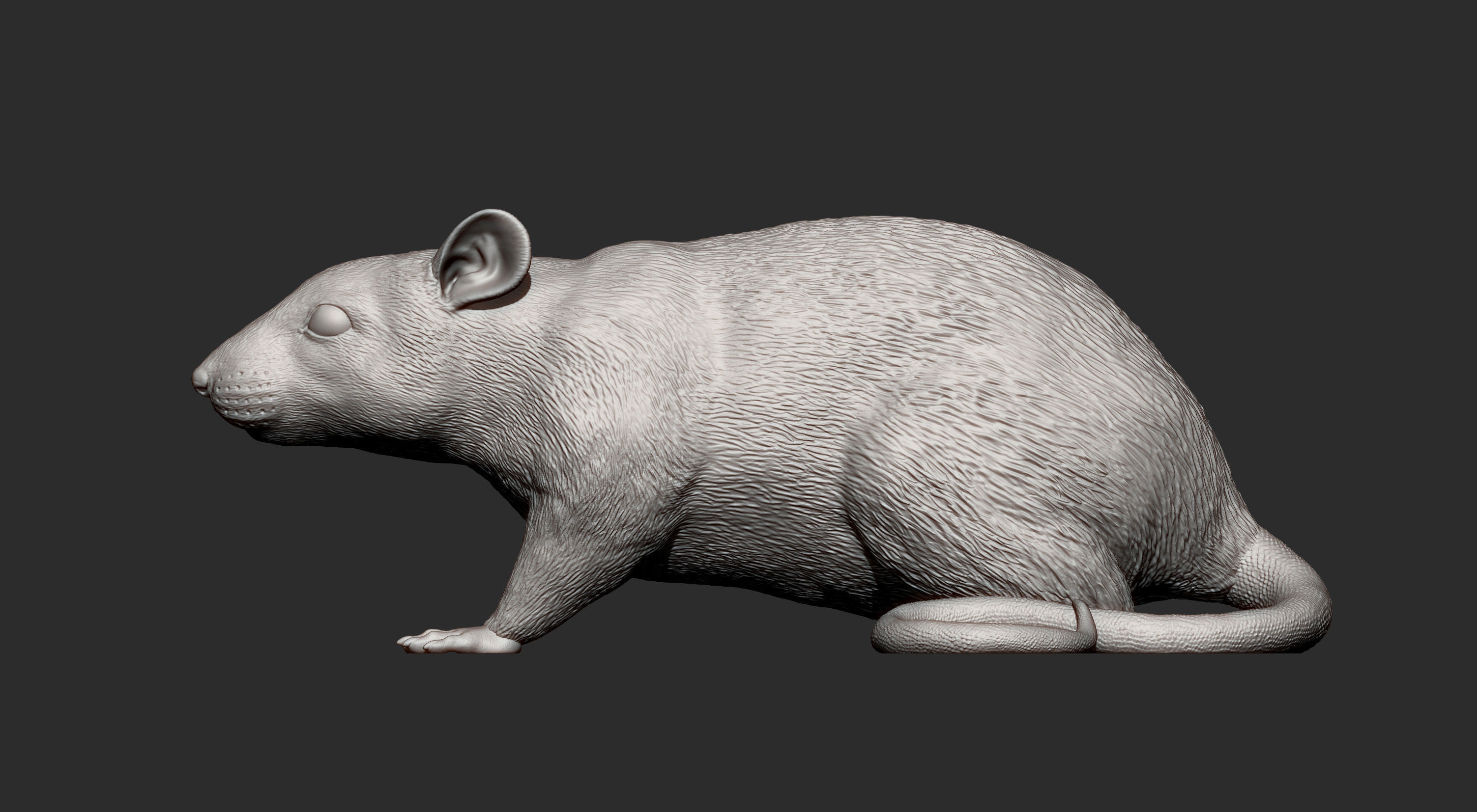 Rat 3D print model 3D model 3D printable | CGTrader