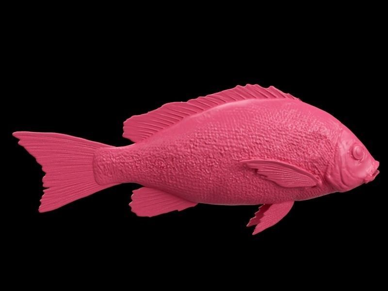 Red Snapper fish 3D model 3D printable | CGTrader