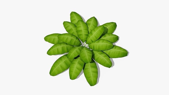 3D model Stylized Cartoon Fern v2 VR / AR / low-poly | CGTrader