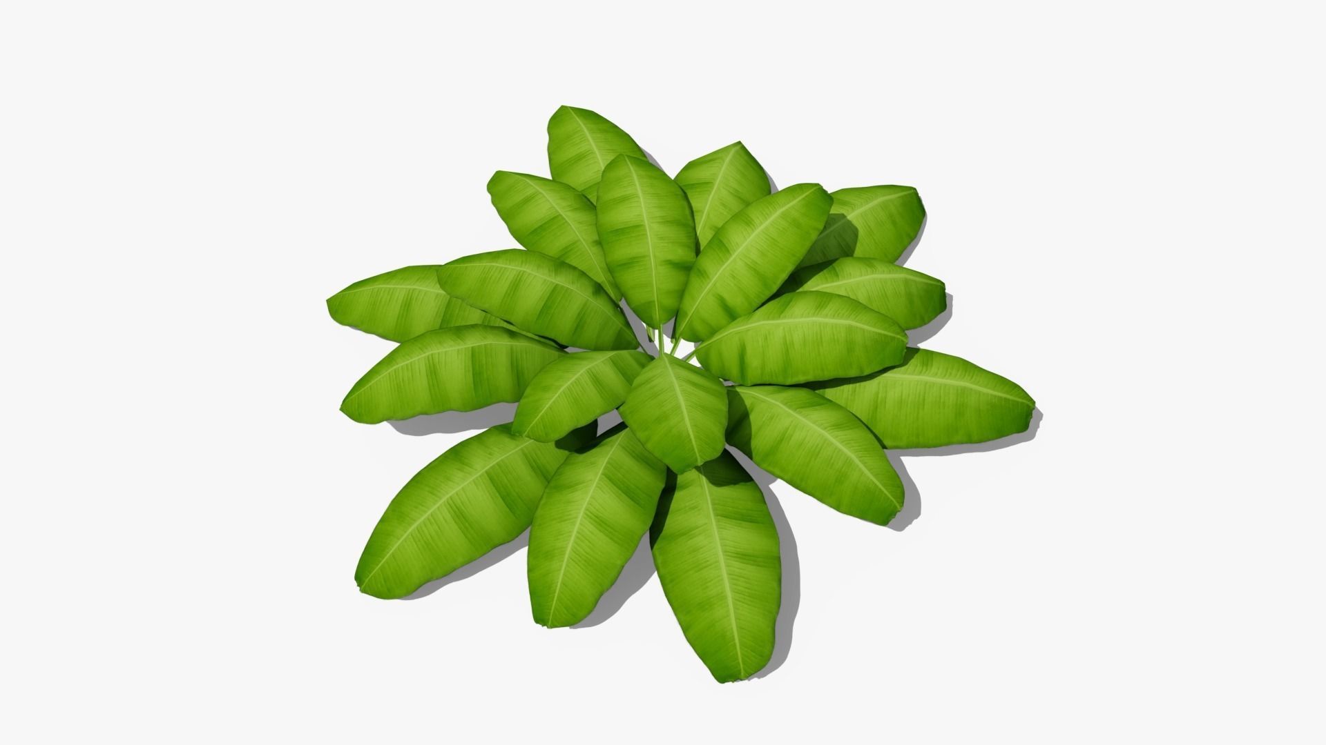 3D model Stylized Cartoon Fern v2 VR / AR / low-poly | CGTrader