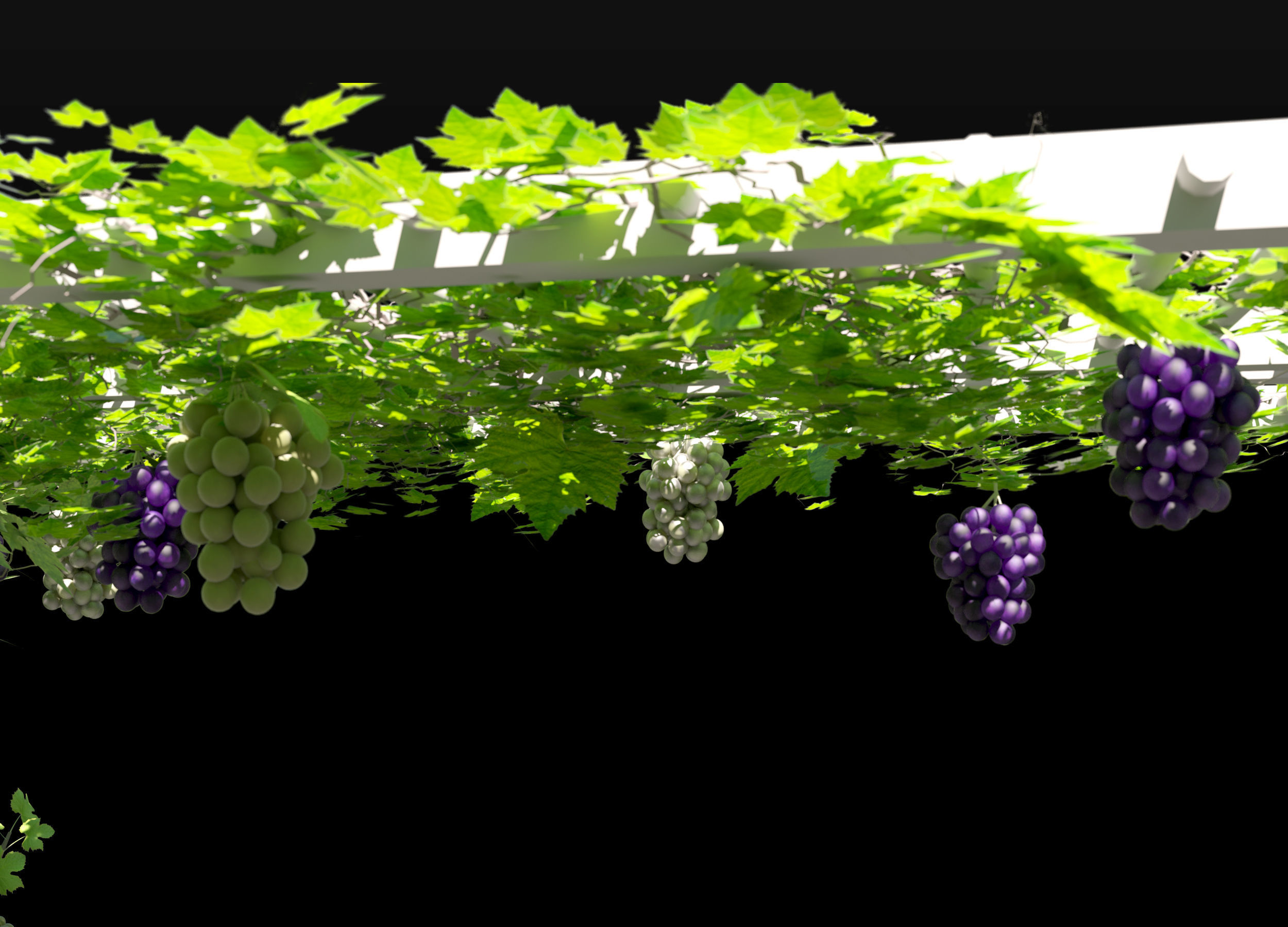 Grape vine grape tree 3D model | CGTrader