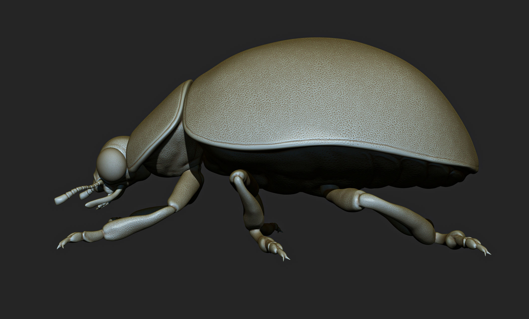 3 Insects 3D model | CGTrader