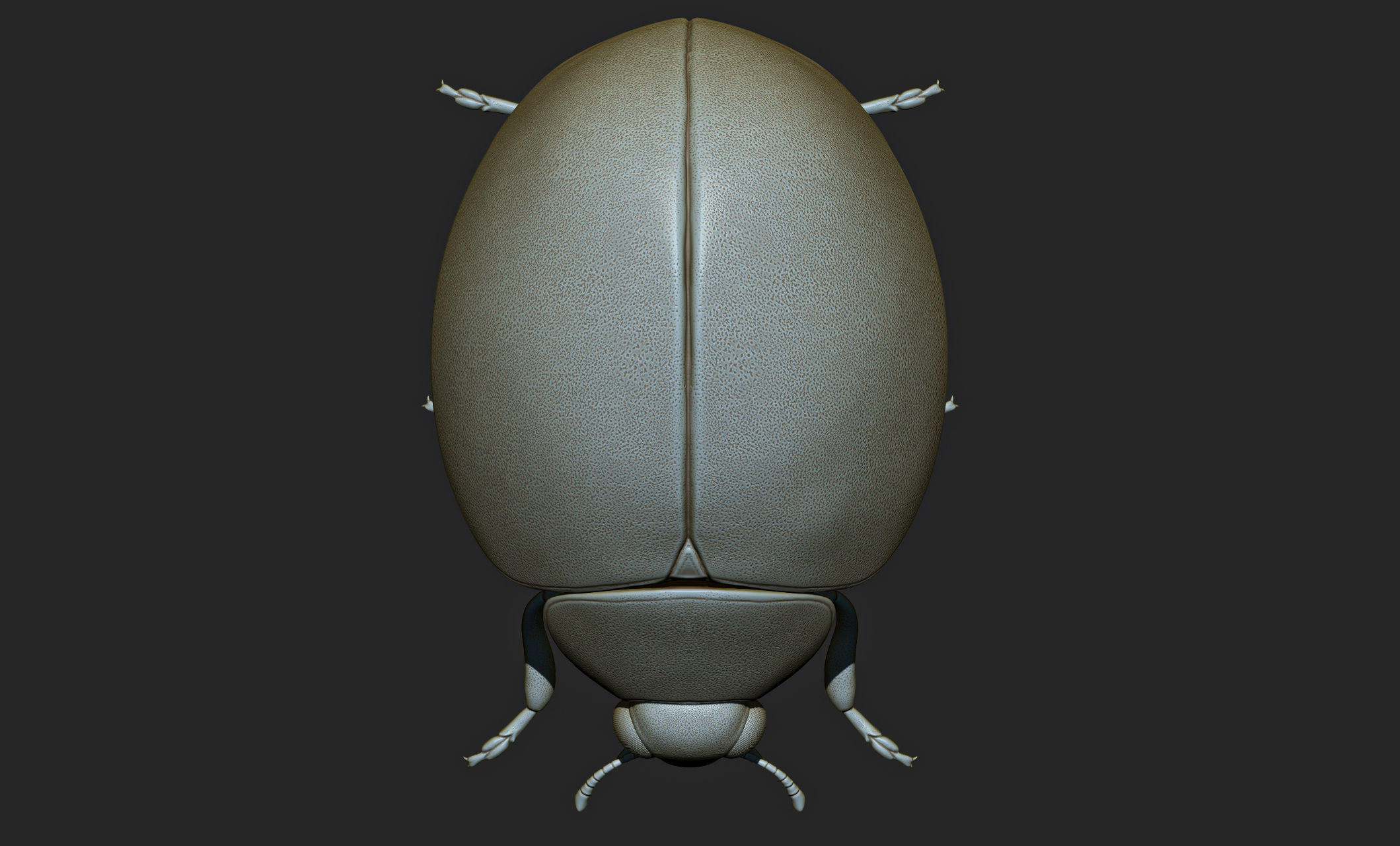 3 Insects 3D model | CGTrader