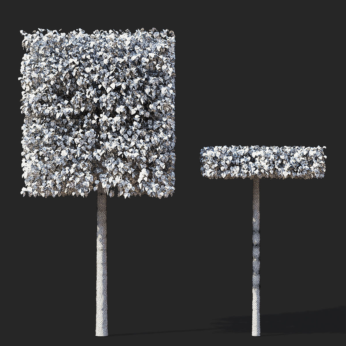 Fagus sylvatica topiary 3D model | CGTrader