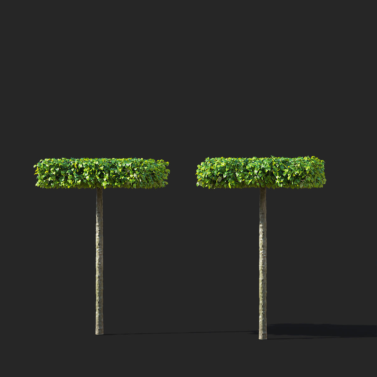 Fagus sylvatica topiary 3D model | CGTrader