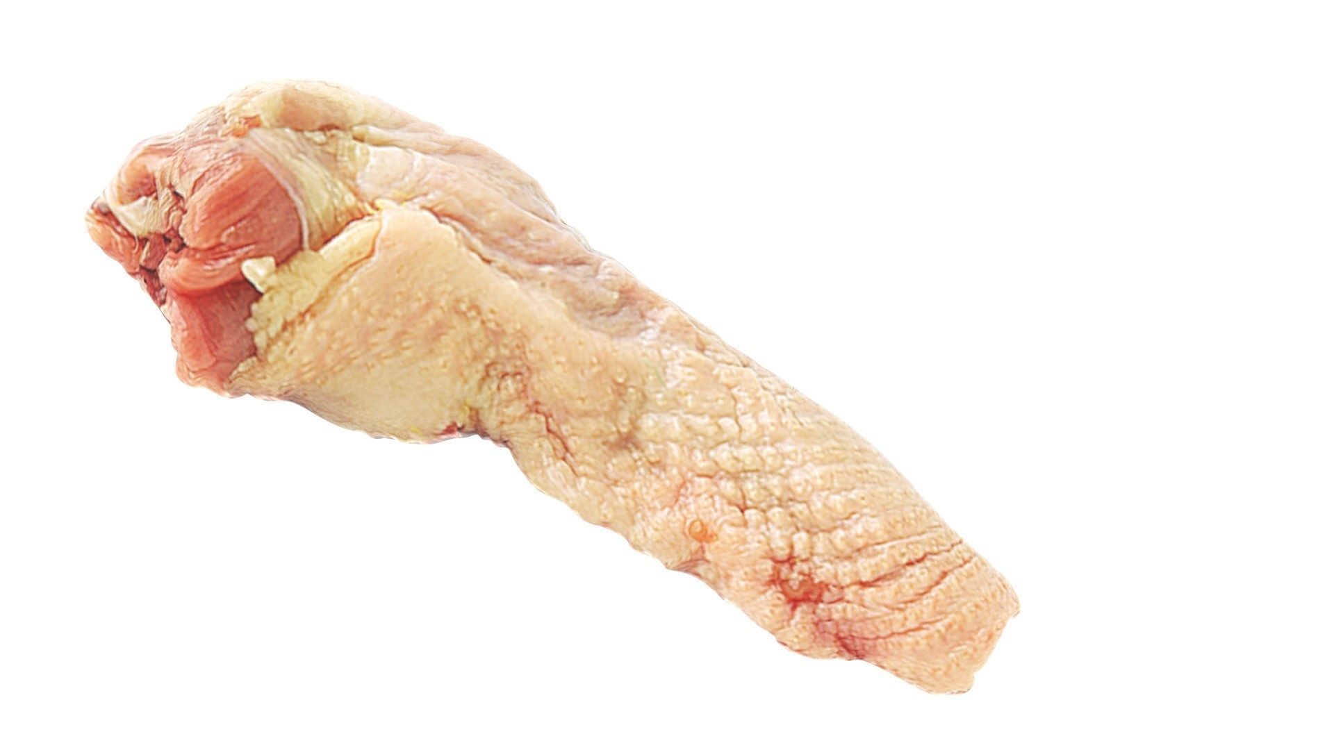 Chicken Neck 3D model | CGTrader