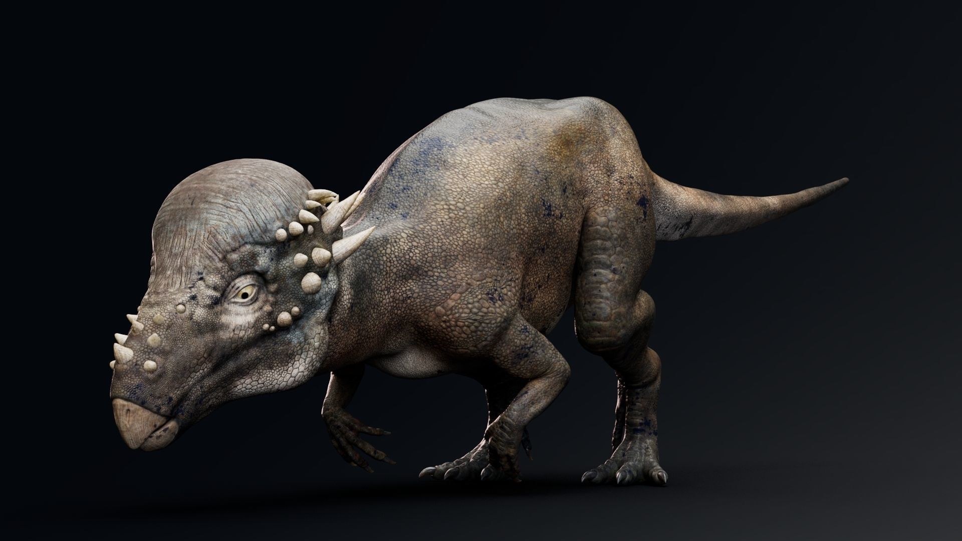 3D model Pachycephalosaurus VR / AR / low-poly | CGTrader