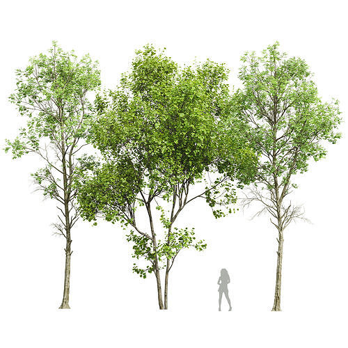 Fagus Sylvatica and Saccharinum-spring trees 3D model | CGTrader