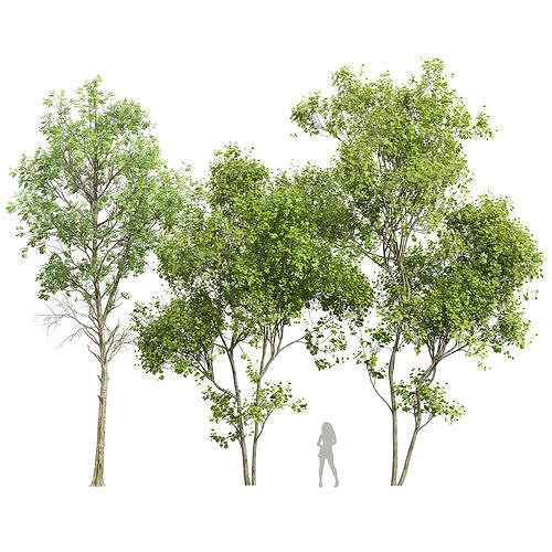 Fagus Sylvatica and Acer Saccharinum Summer 3D model | CGTrader