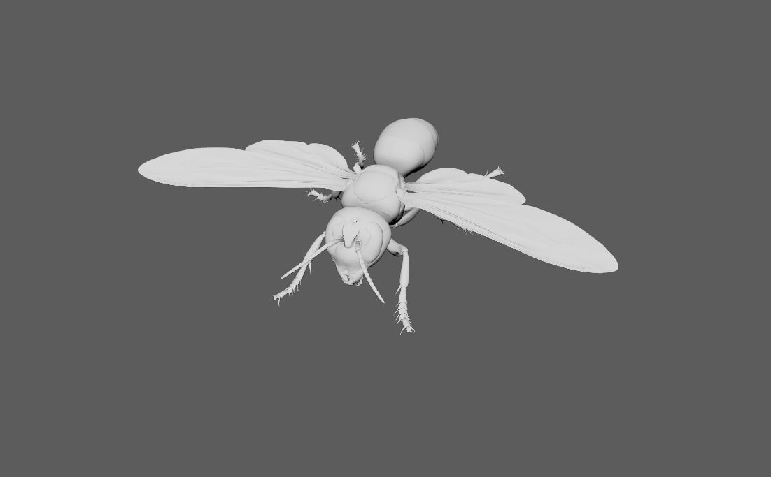 60 Insect Model 3D model 3D printable | CGTrader