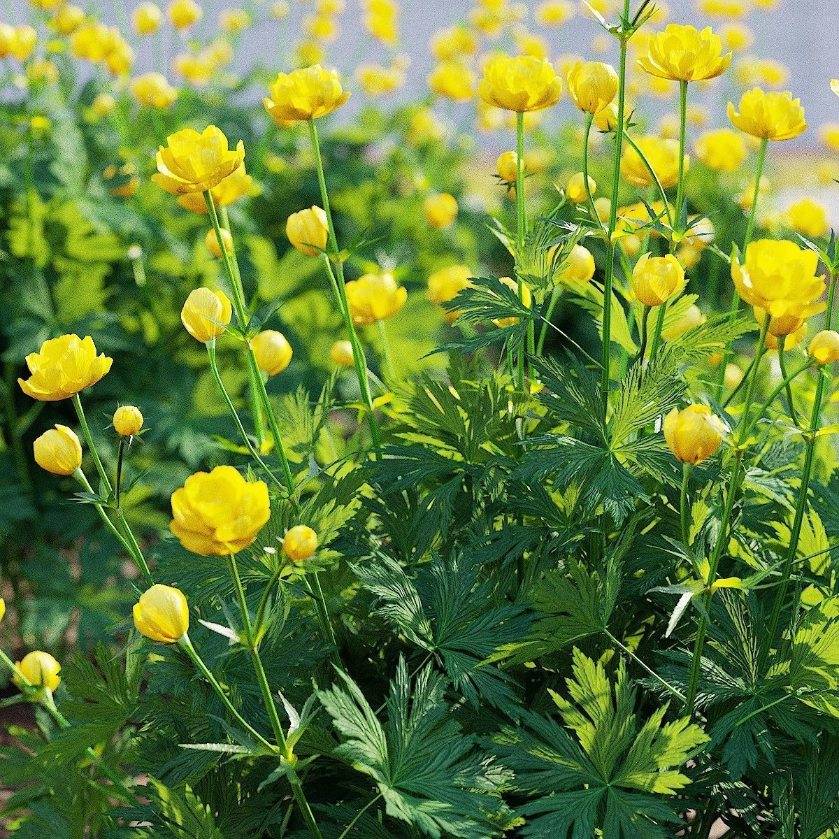 Trollius flower 3D model | CGTrader