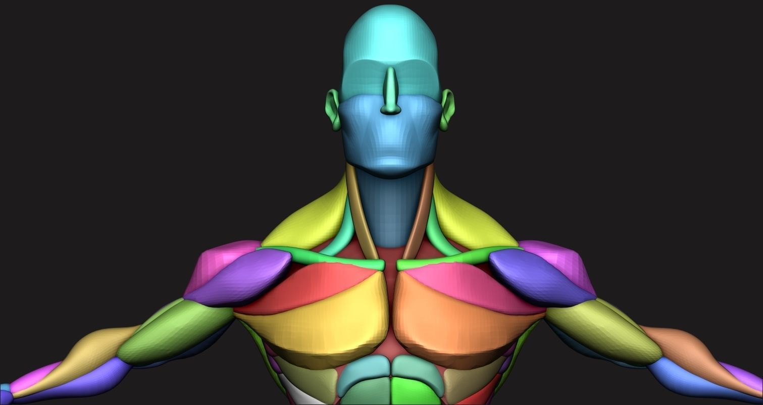 Stylized Anatomy Blockout 3D model | CGTrader