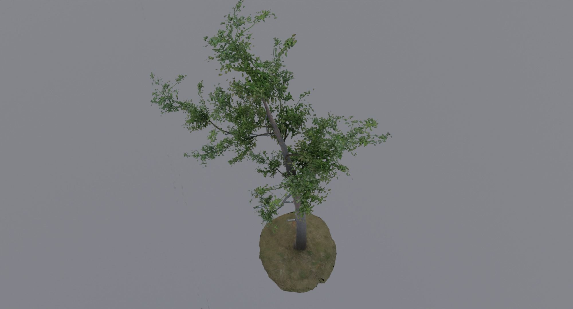 Tall Tree 3D model | CGTrader