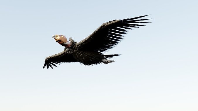 3D model California condor VR / AR / low-poly | CGTrader