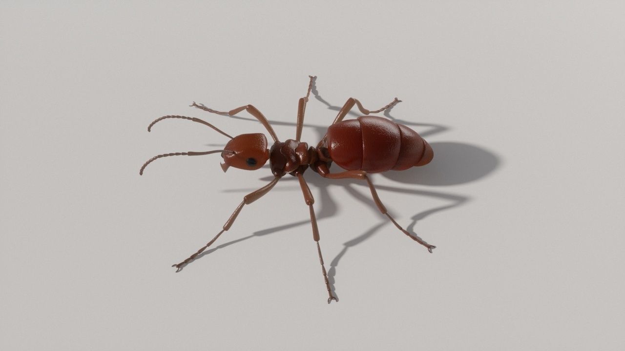 Ant Rigged 3D model animated rigged | CGTrader