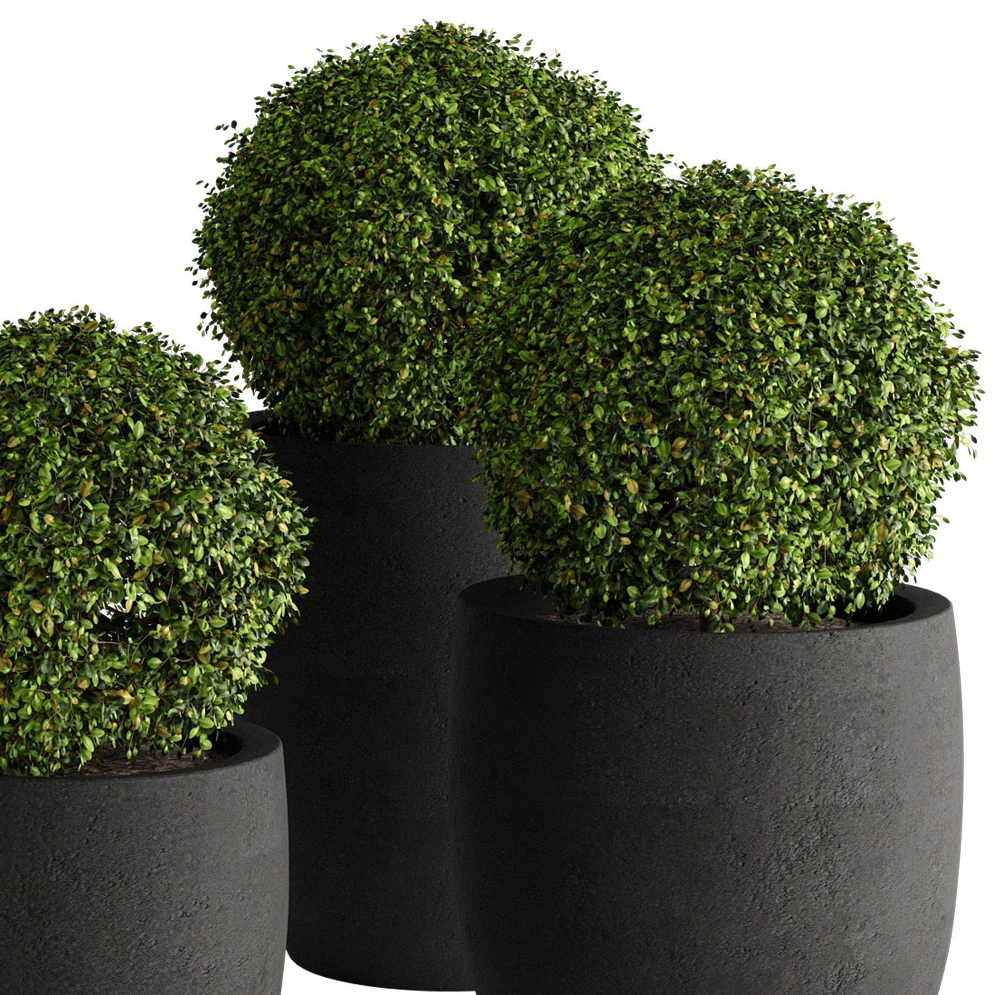 Aglaia odorata plant 01 3D model | CGTrader