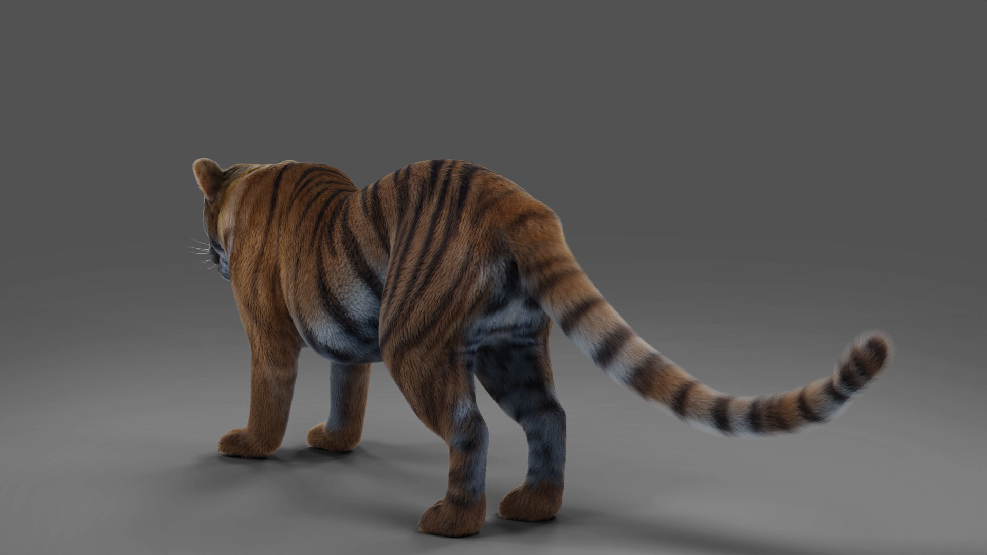 3D model Fur Tiger Rigged and Animation in Blender Unity VR / AR / low ...