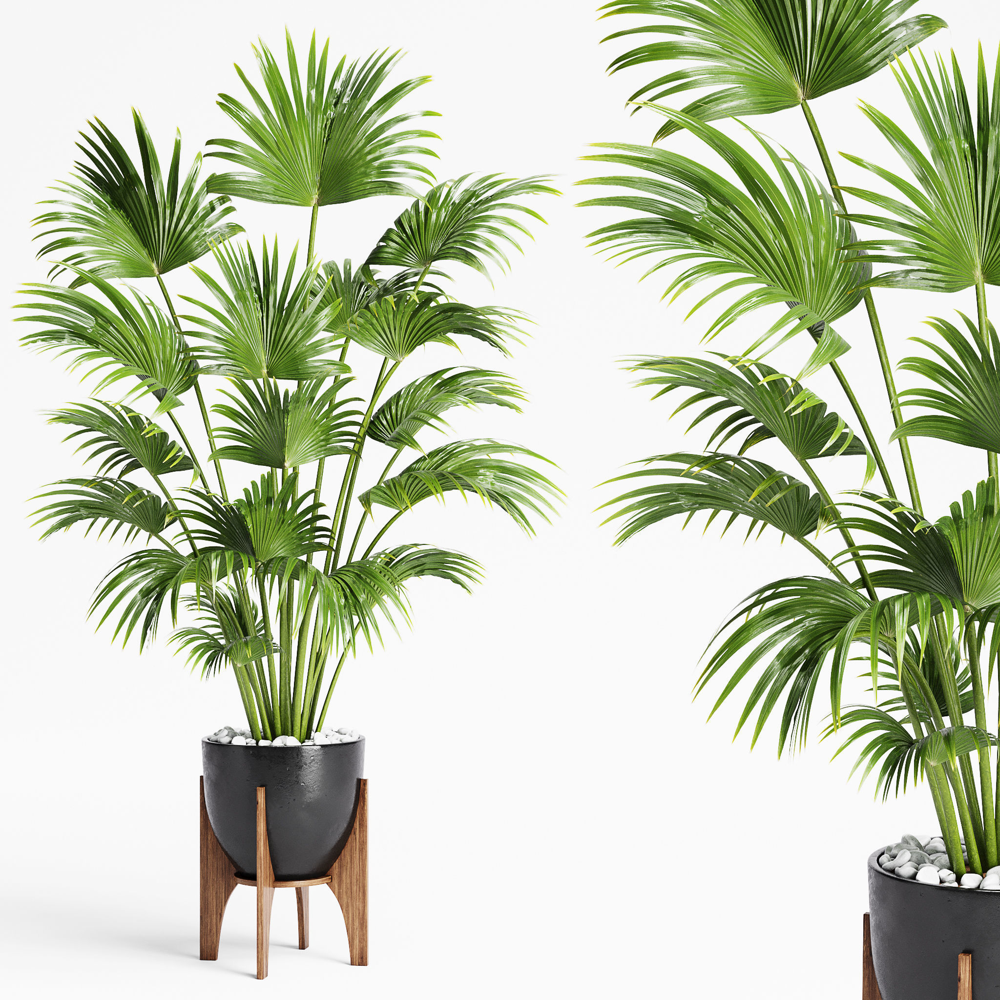 Indoor Plants 21-Chinese fan palm 3D model | CGTrader