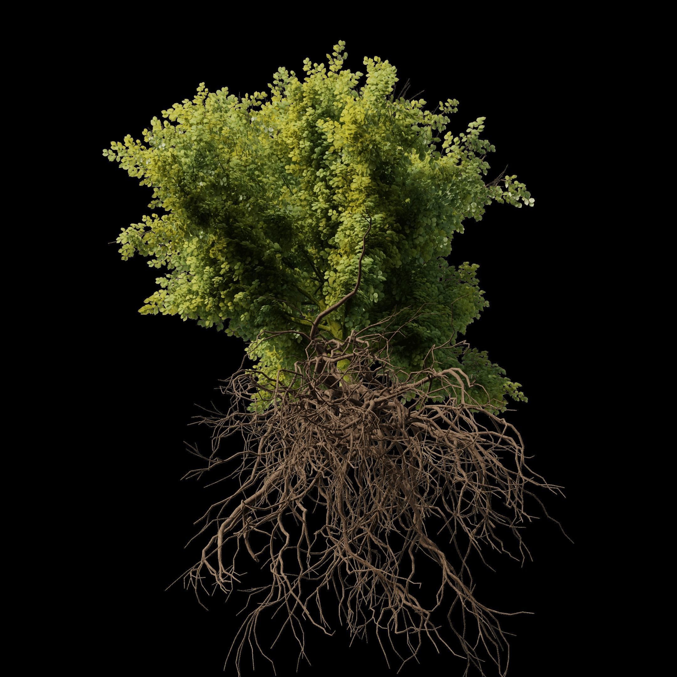 Tree with roots and leaves 3D model 3D model | CGTrader