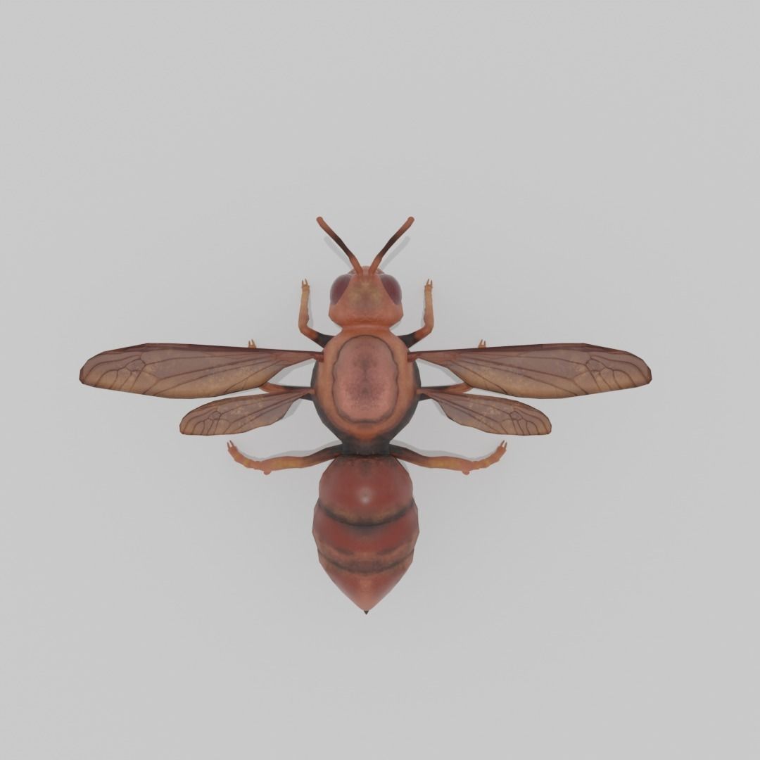 Wasp South American 3d Low poly free VR / AR / low-poly 3D model | CGTrader