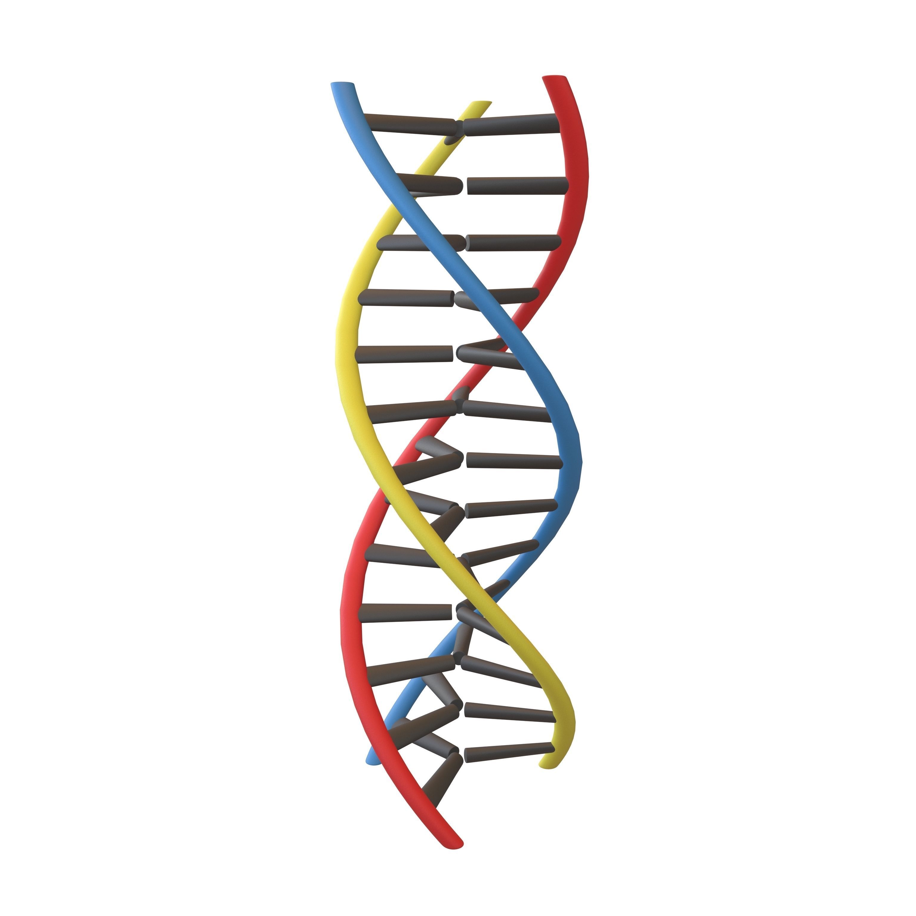 Triple Helix DNA v1 002 3D model | CGTrader