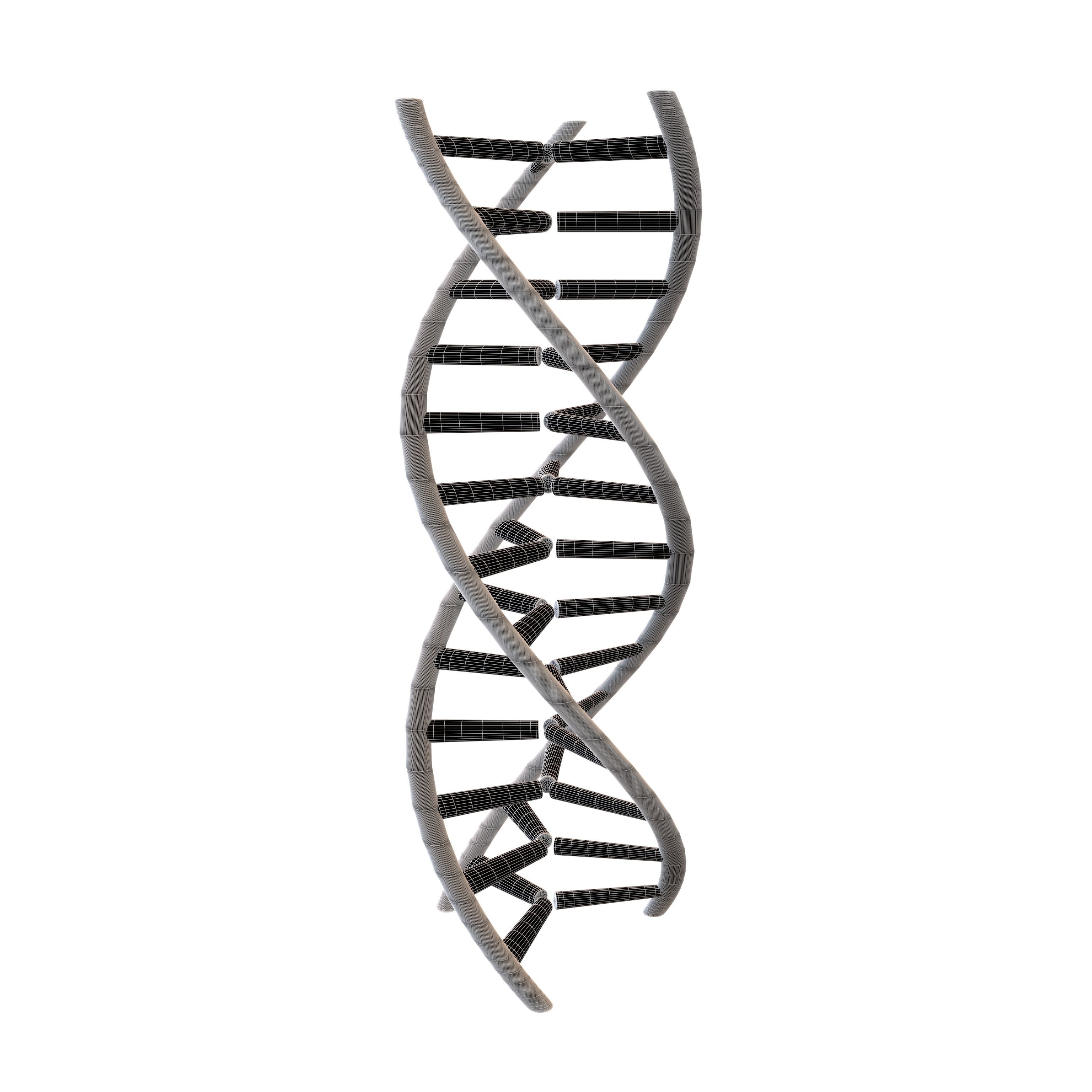Triple Helix DNA v1 006 3D model | CGTrader
