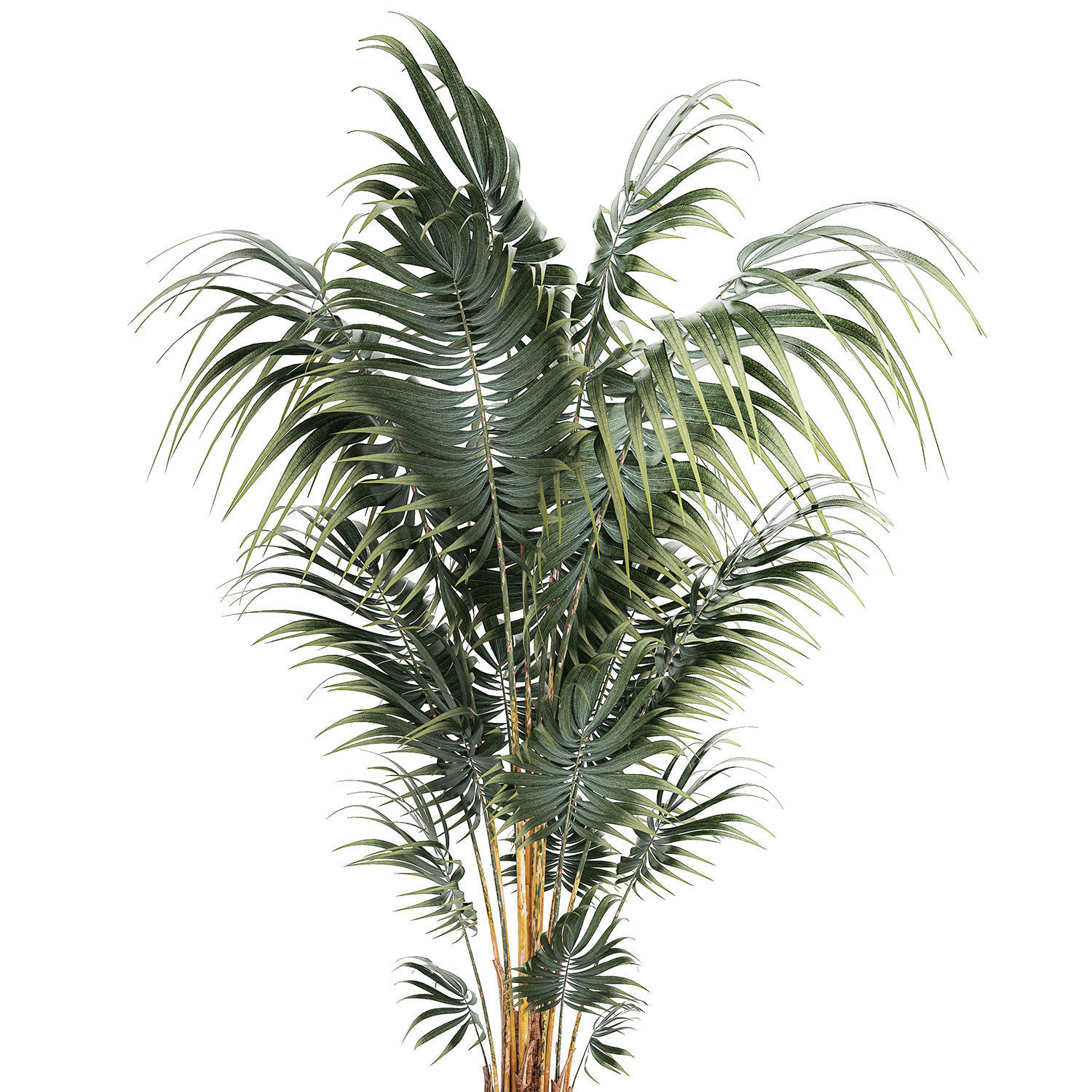 Beautiful Howea palm plants in flower pots 1349 3D model | CGTrader
