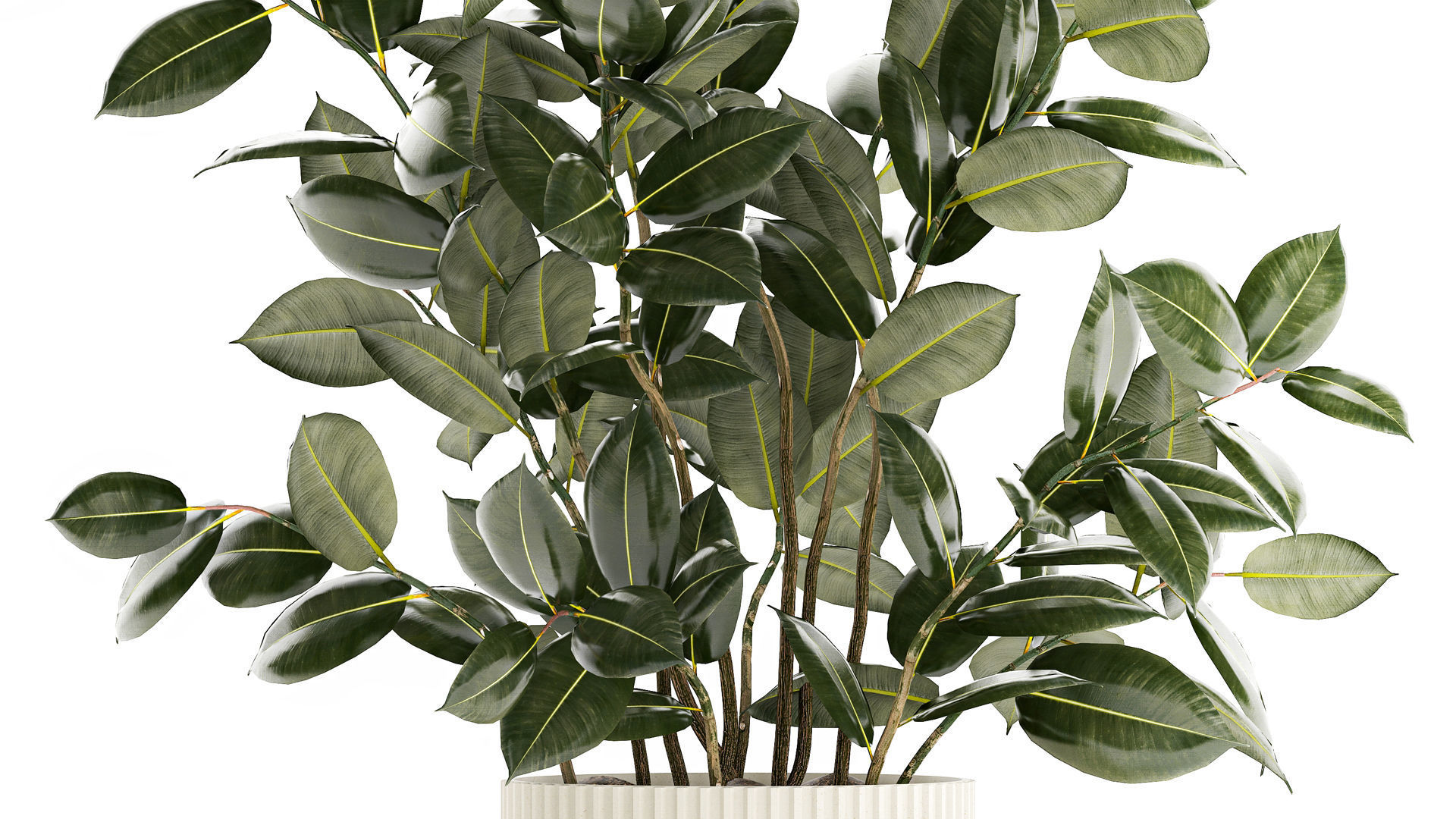 Beautiful Ficus elastica plants in flower pots 1350 3D model | CGTrader