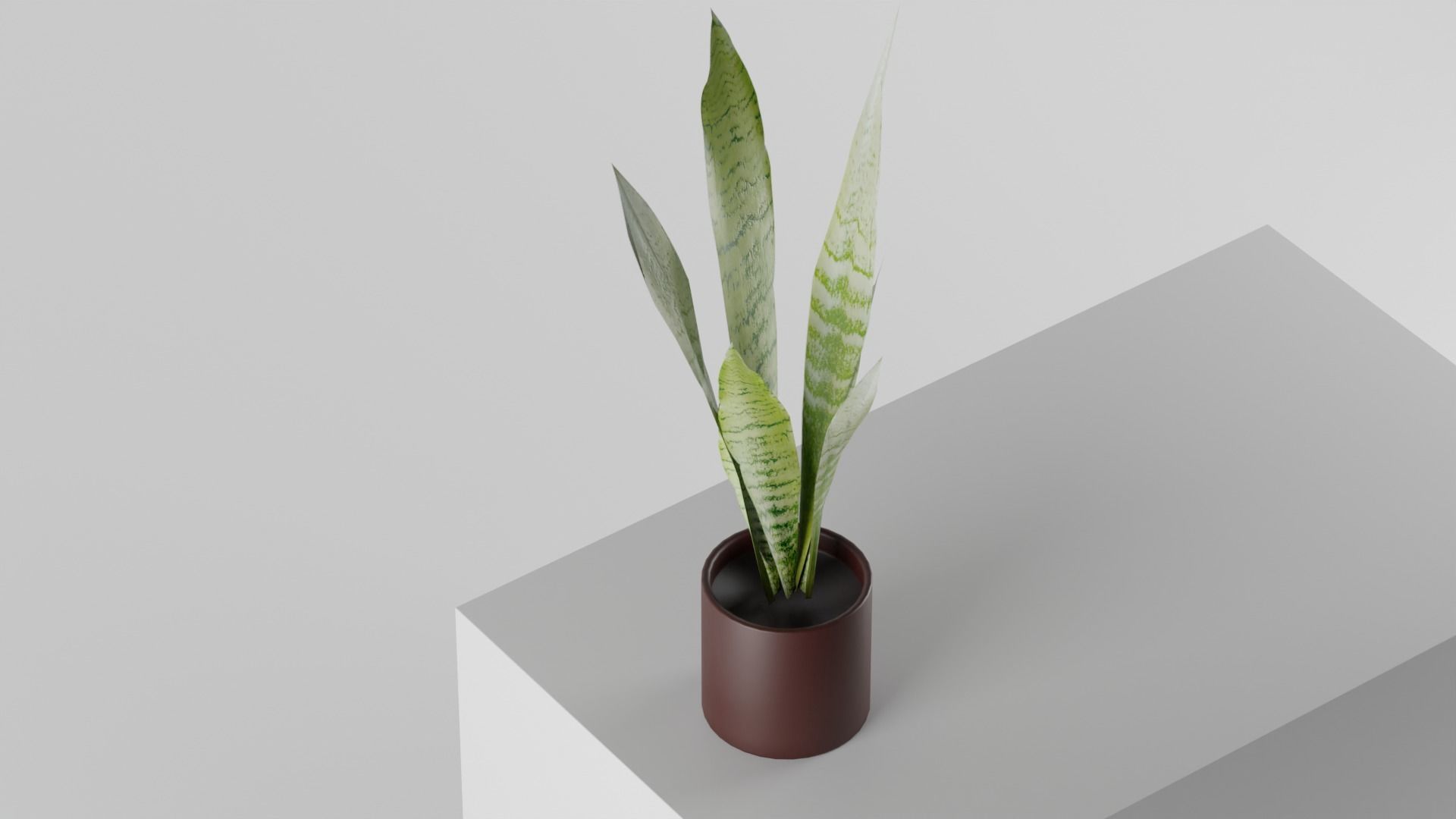 Snake plant low poly free 3D model | CGTrader
