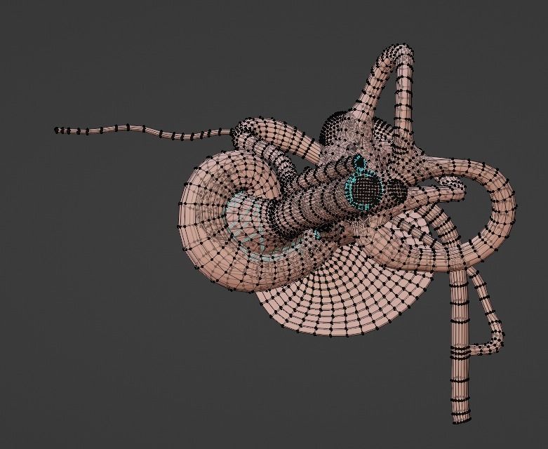 3D Model of Ear Anatomy 3D model | CGTrader